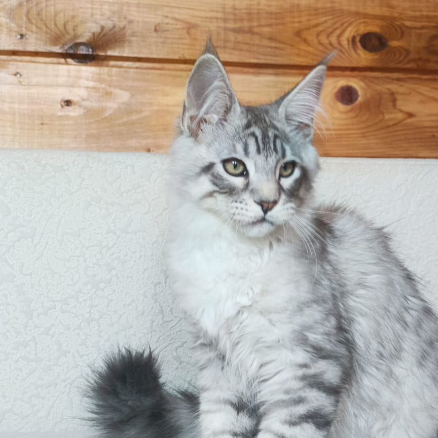 Котик мейн-кун