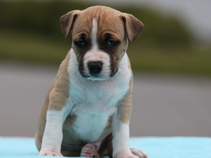 Щенки амстаффа