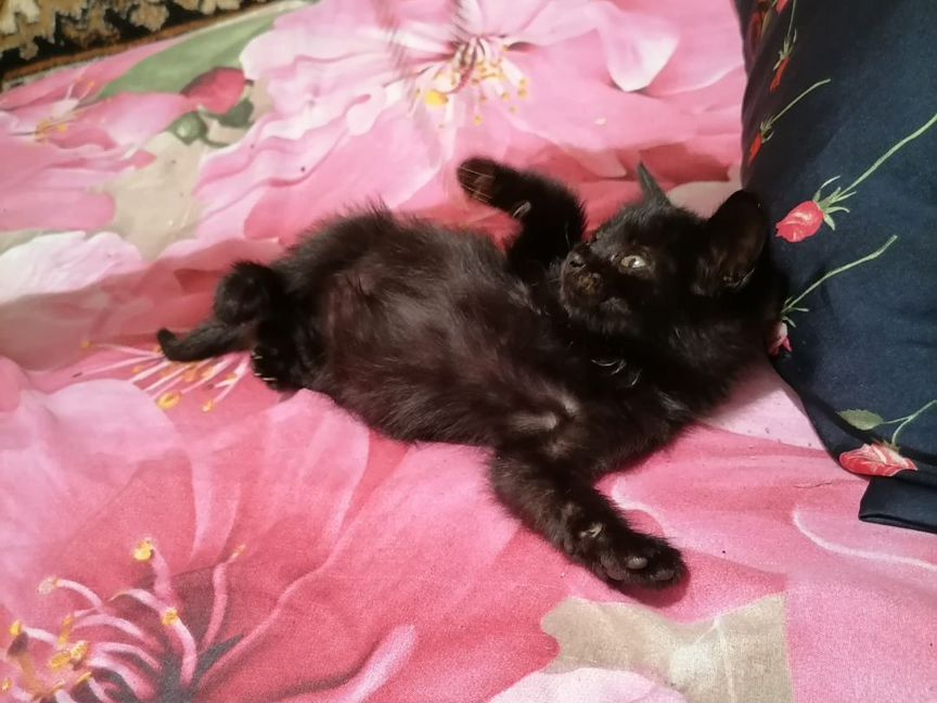 Котенок уголек)