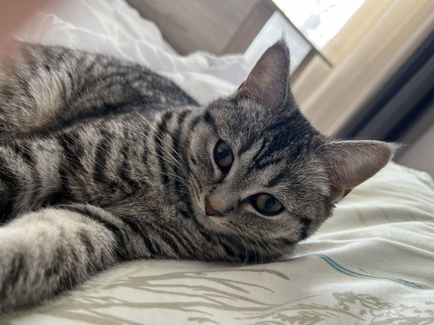 Шотланский котенок прямоухий
