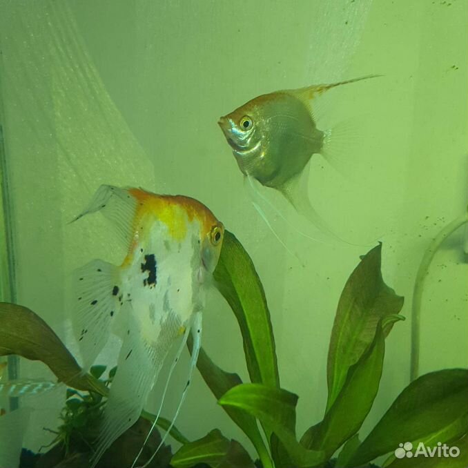 Скалярии в добрые руки