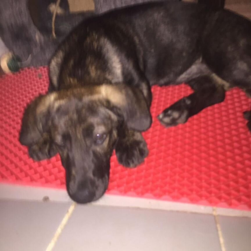 Веселая собачка породы Мането по кличке Боня