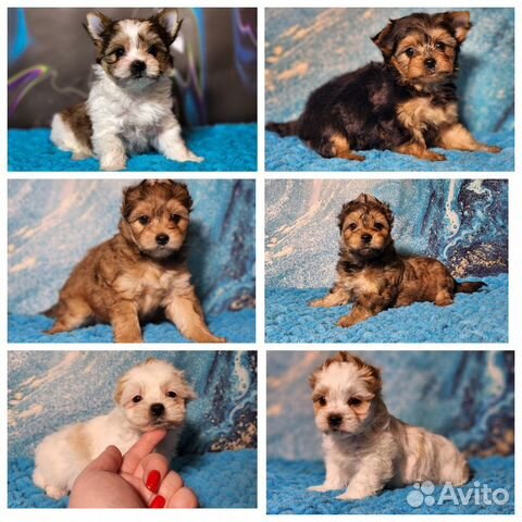 Малыши цветные йорки