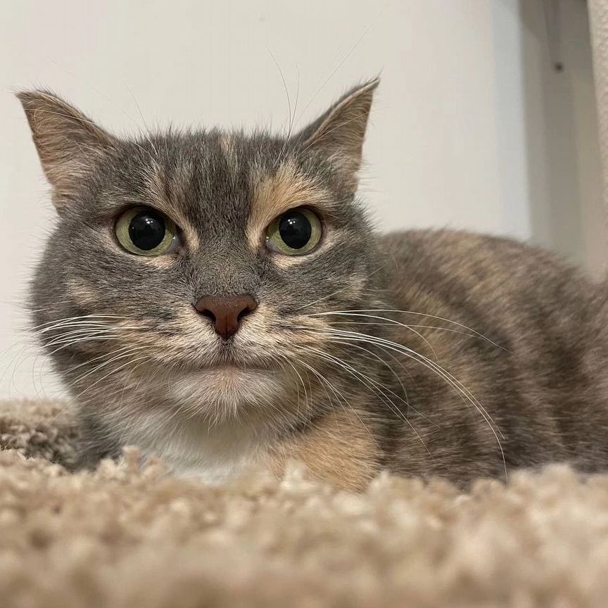 Кошка Дымка в поисках семьи