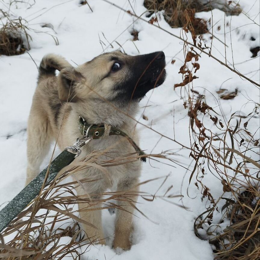 Щенок в лучший дом