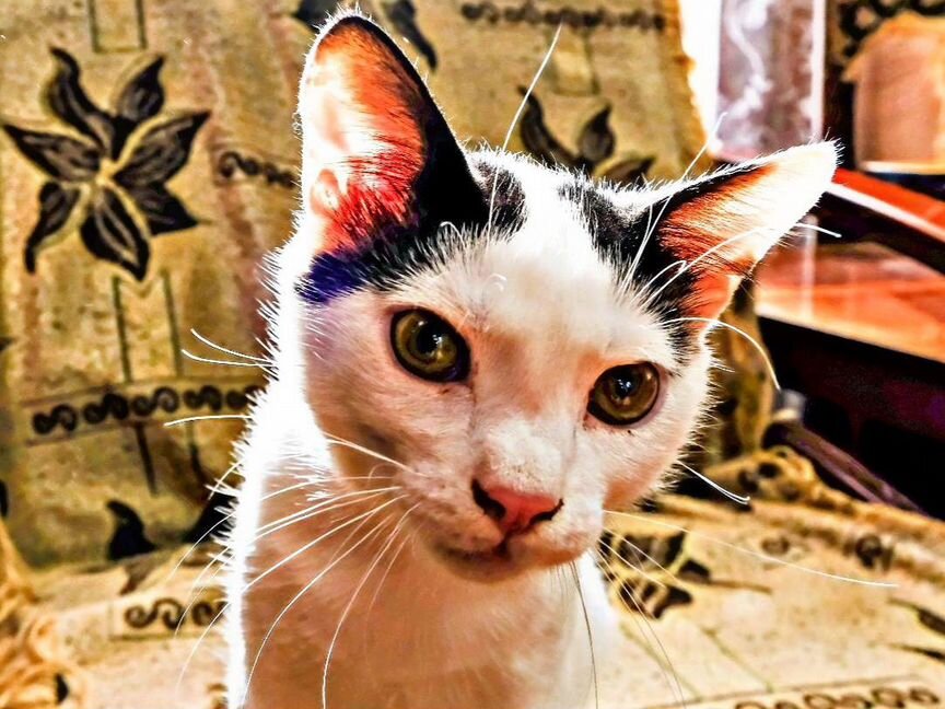 Настоящий крымский котофей