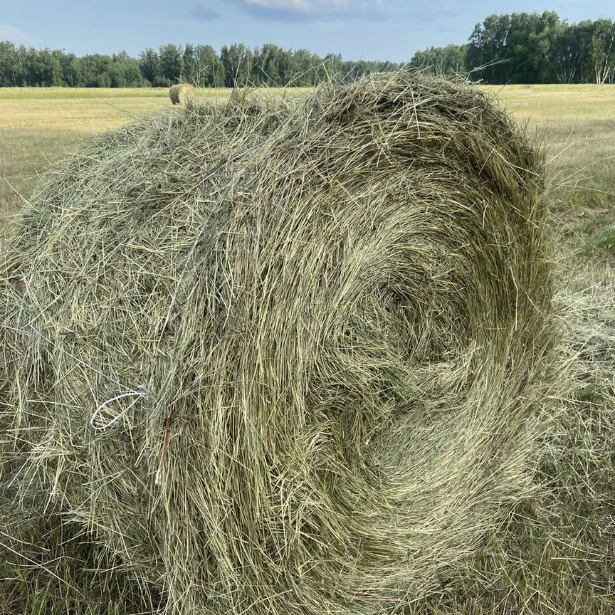 Сено в рулонах
