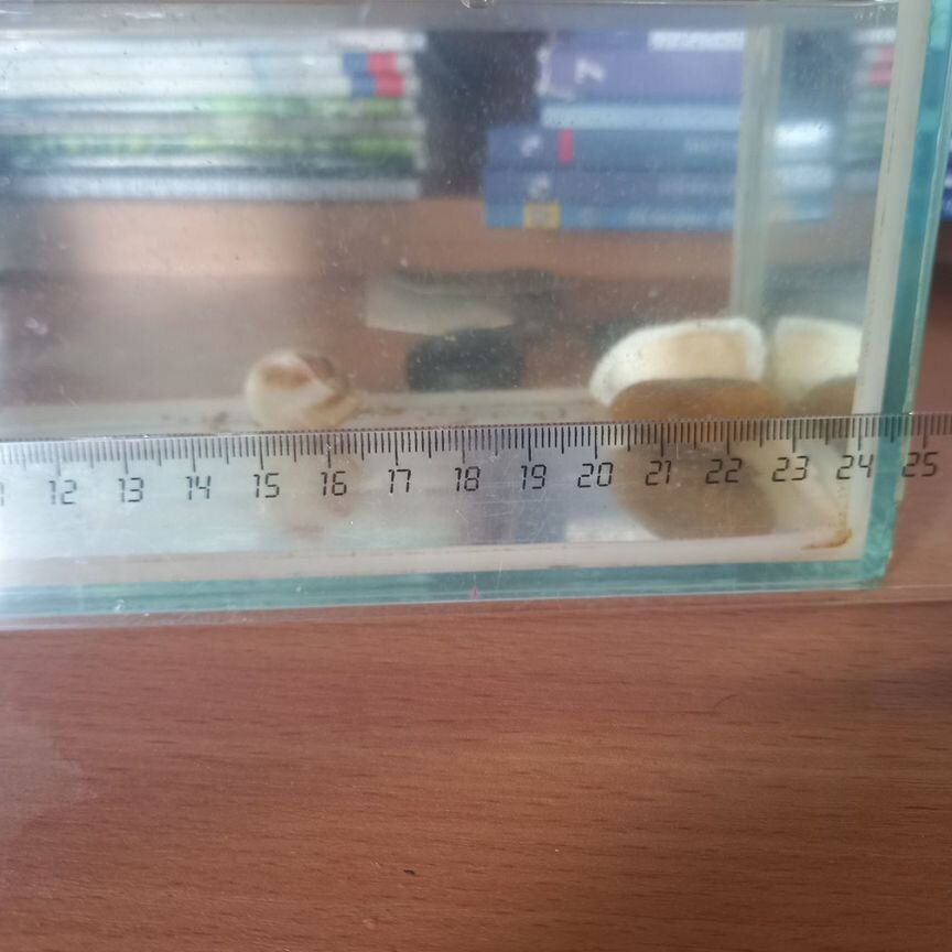 Рыбка(хишник)