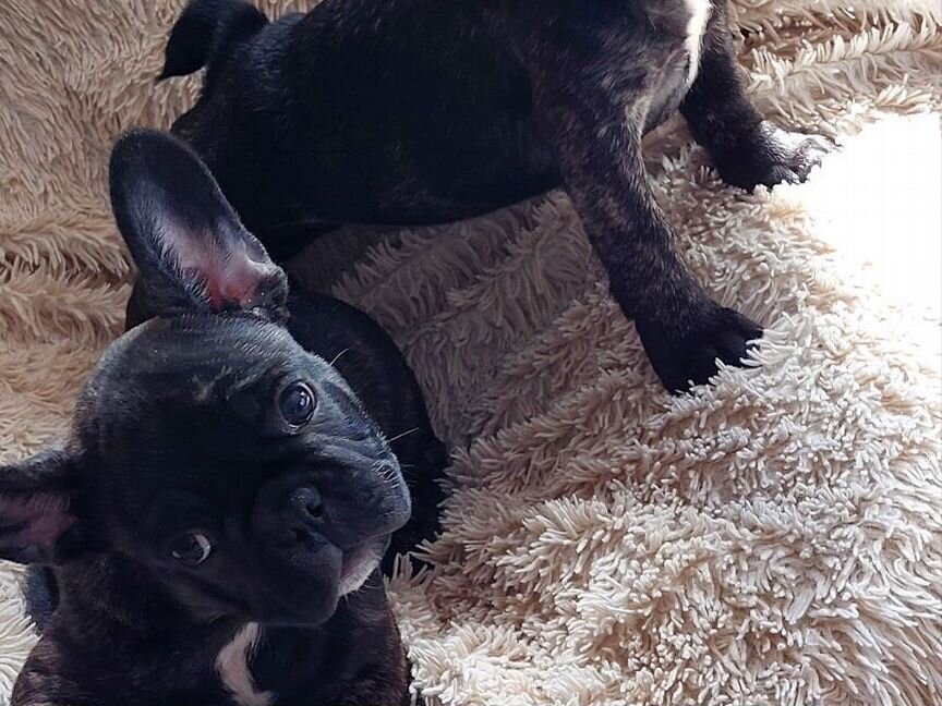 Французский бульдог щенки