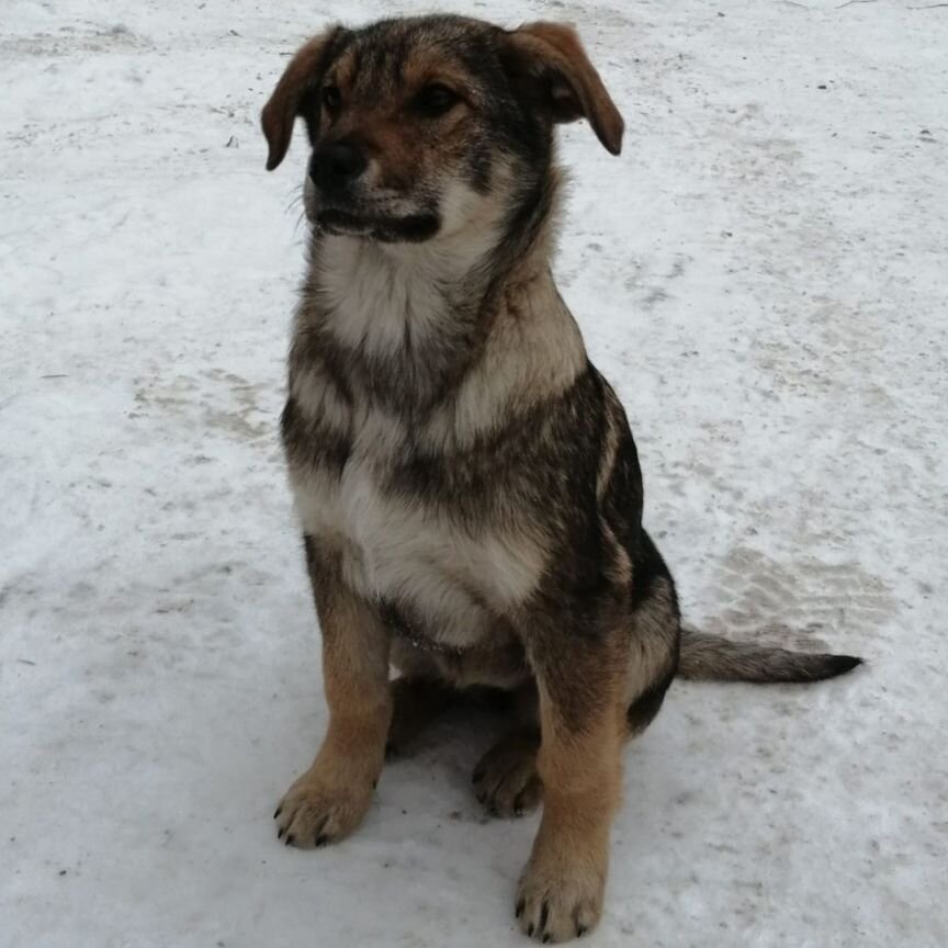 Щенки на охрану