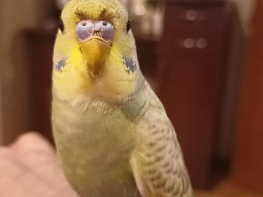 Волнистый попугай мальчик