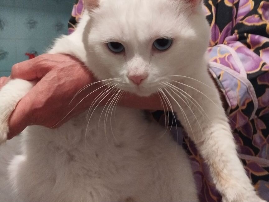 Ричард - русский белый кот