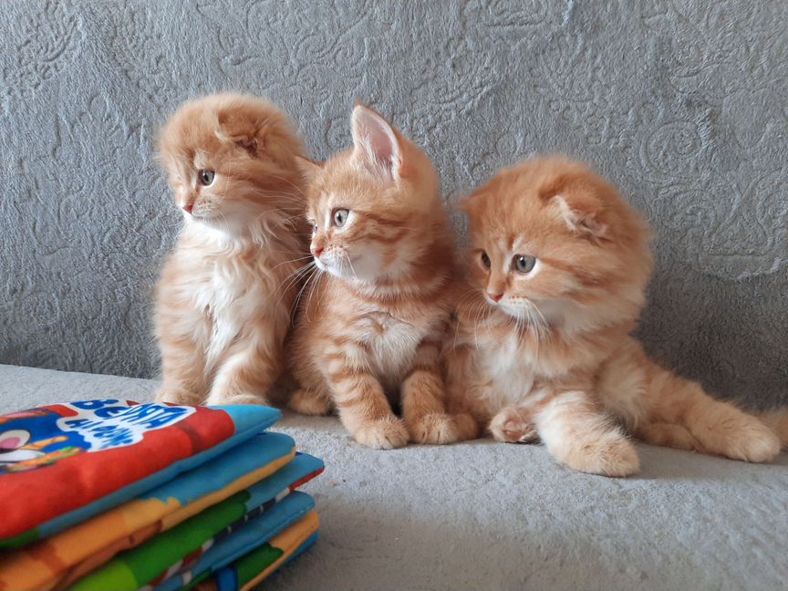 Шотландские котята