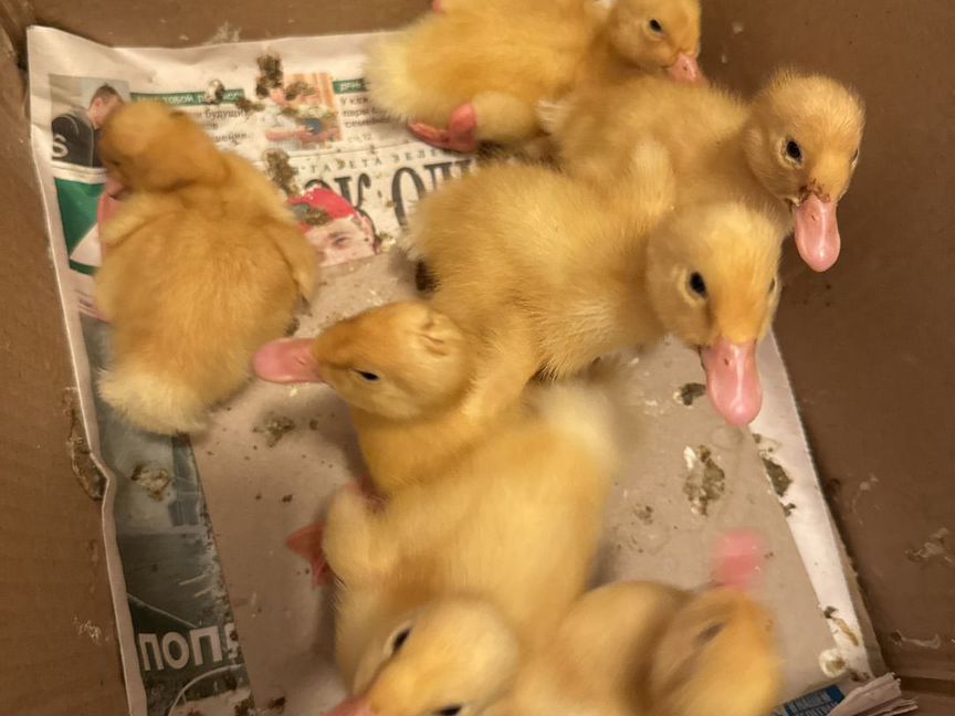 Отдам в добрые руки утят 6 дней