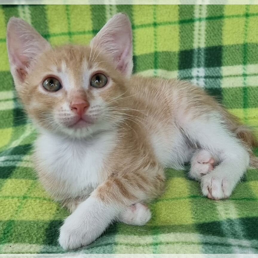 Котёнок в добрые руки