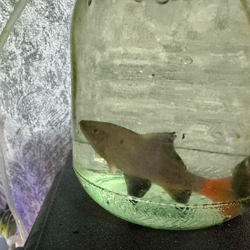 Двухцветный лабео. Сомик. 10 см