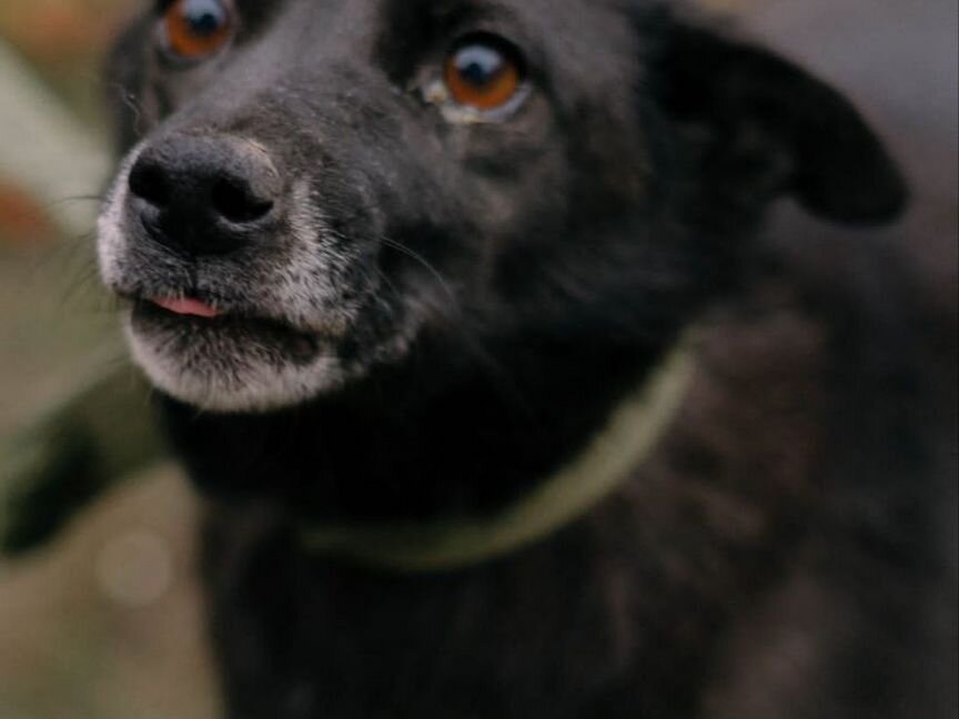 Небольшая собака