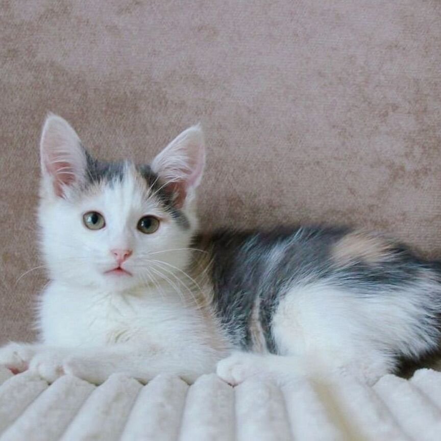 Котенок(трехцветка, дев, 2 мес.)в добрые руки