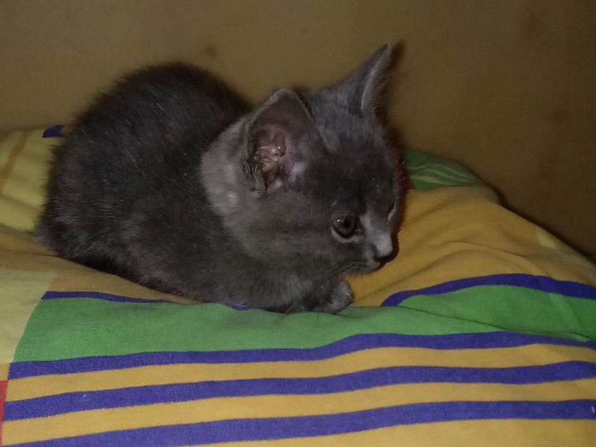 Котята Гроза мышей