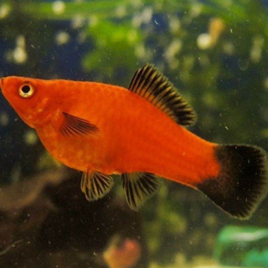 Аквариумные рыбки