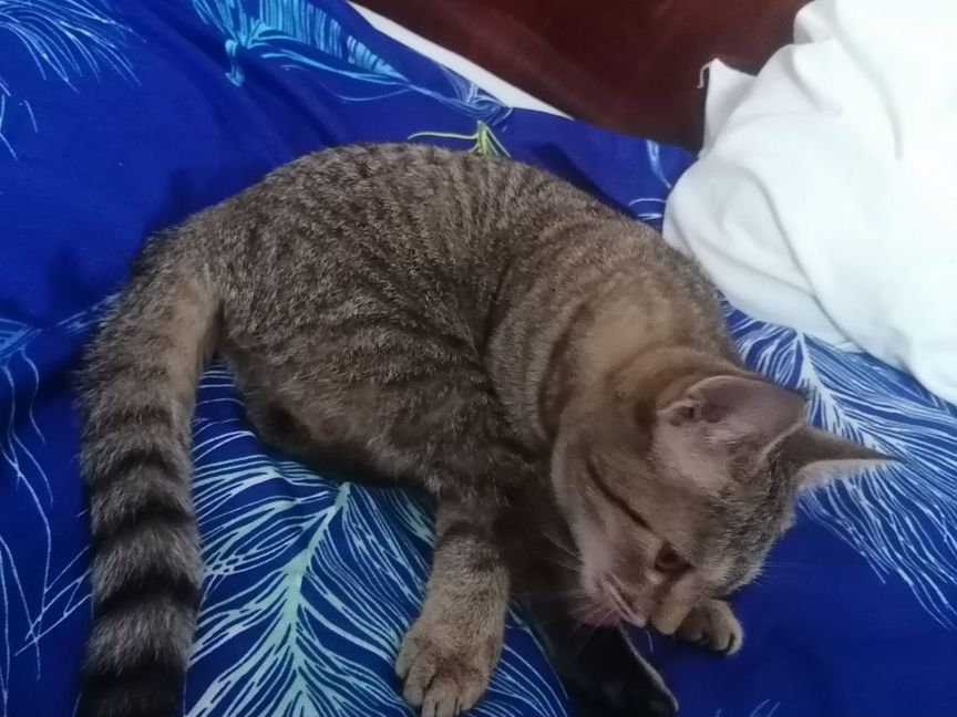 Европейская короткошерстная кошка