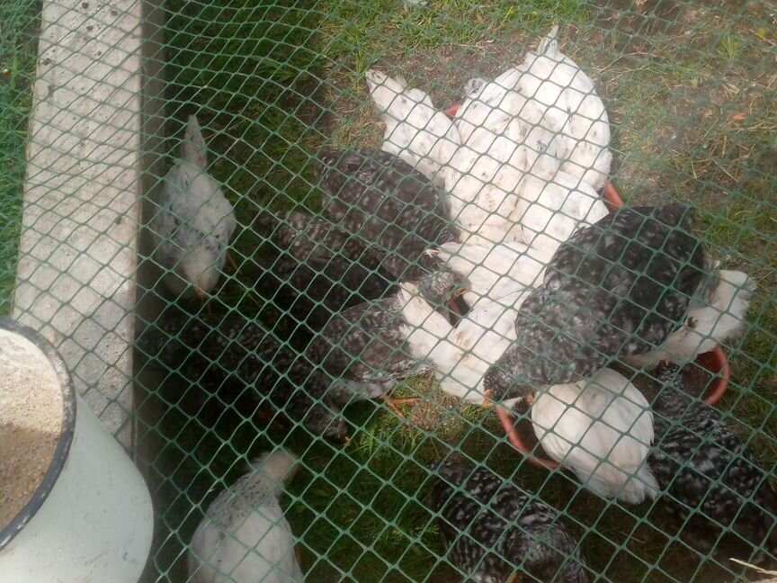 Домашняя птица