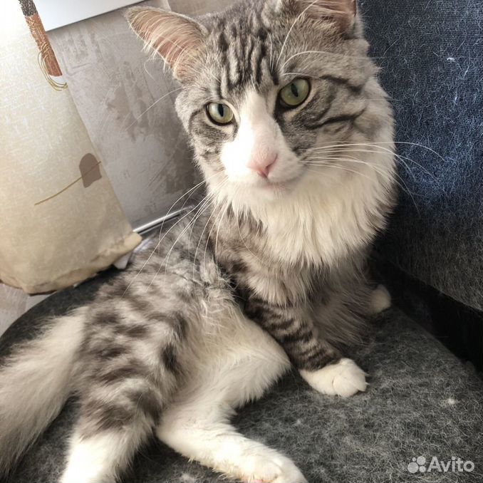 Сибирский кот вязка