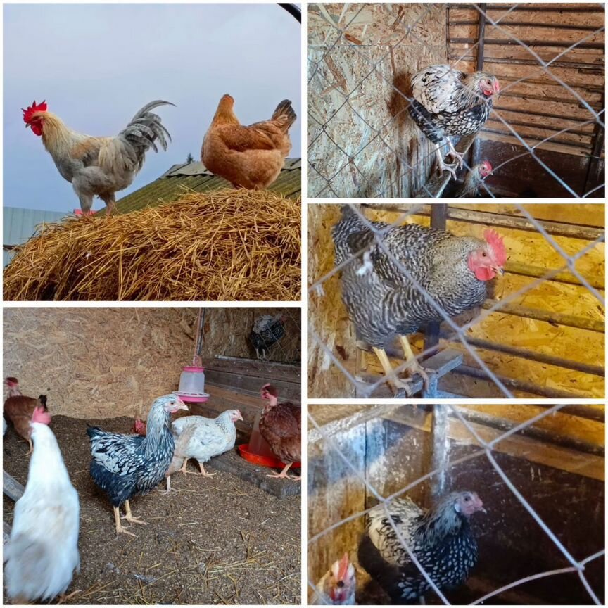 Молодые петухи