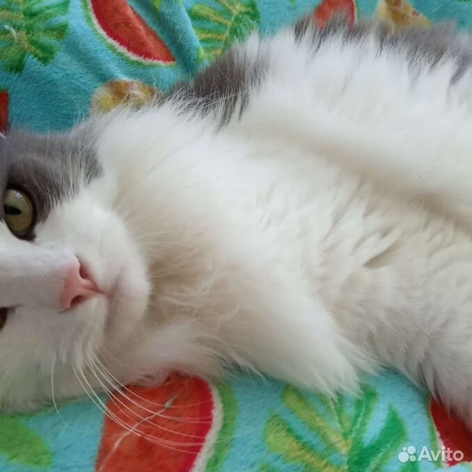 Большой добряк Тонни хочет стать домашним