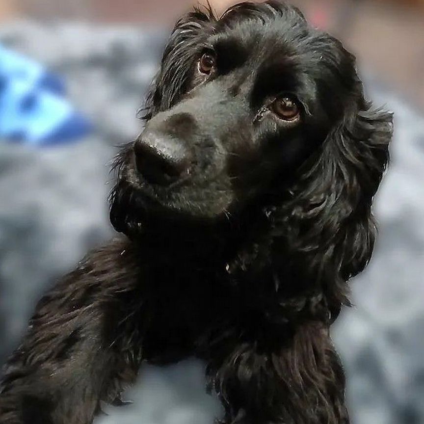 Кавалер кинг-чарльз-спаниель, взрослая собака