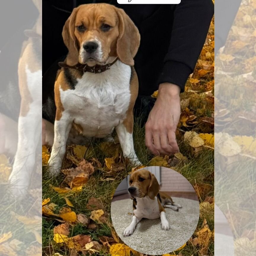 Бигль, взрослая собака