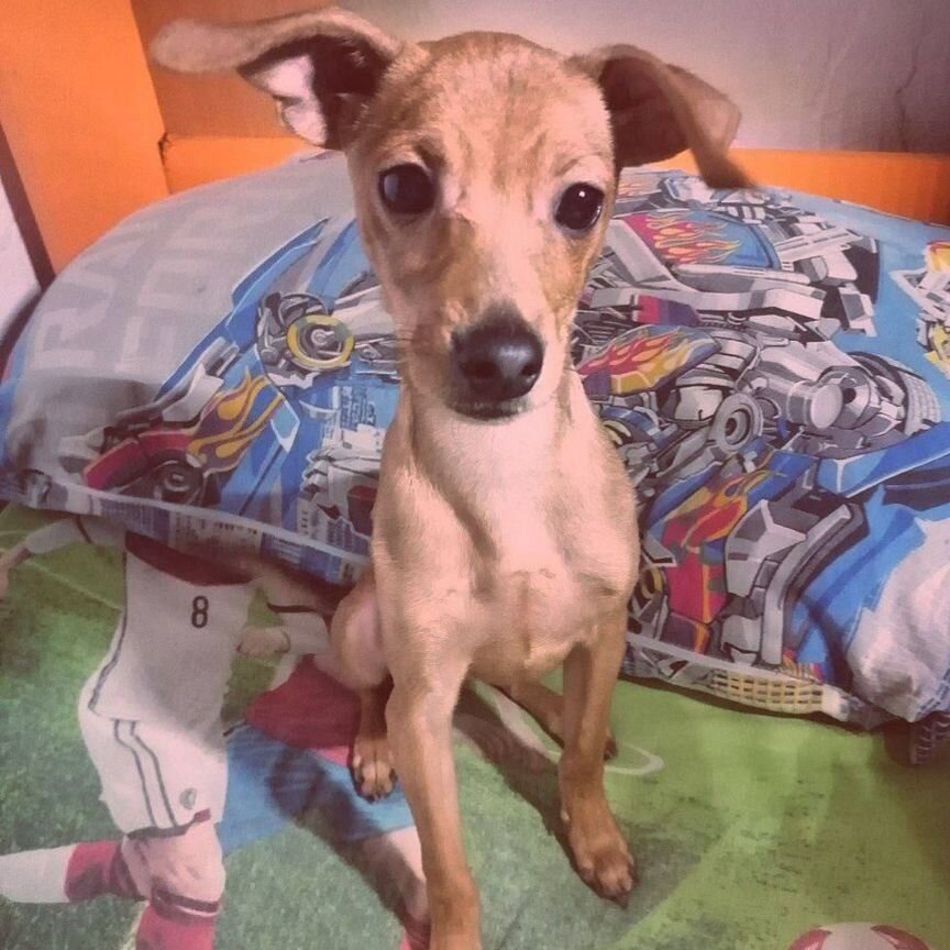 Русский той-терьер, щенок