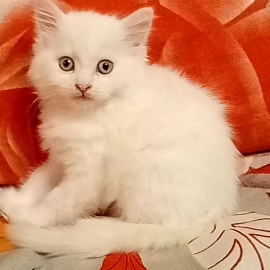 Турангора мальчик 2 месяца