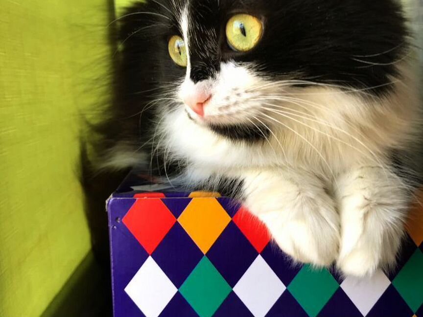 Сибирский котёнок с янтарными глазами