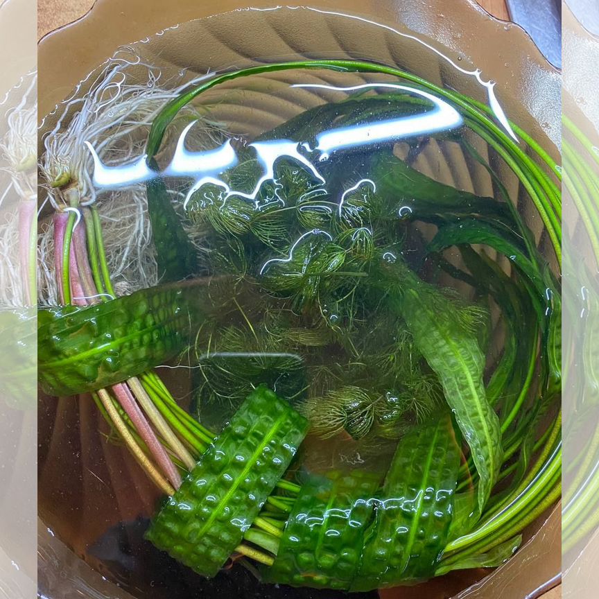 Криптокорина апоногетонолистная