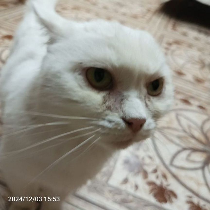 Кот в добрые руки