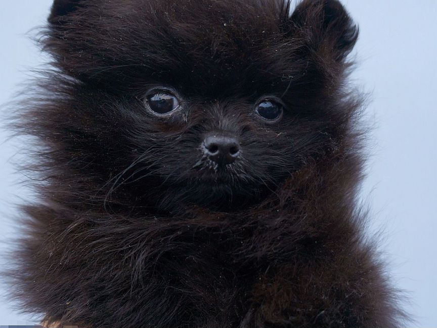 Шпиц мальчик мини