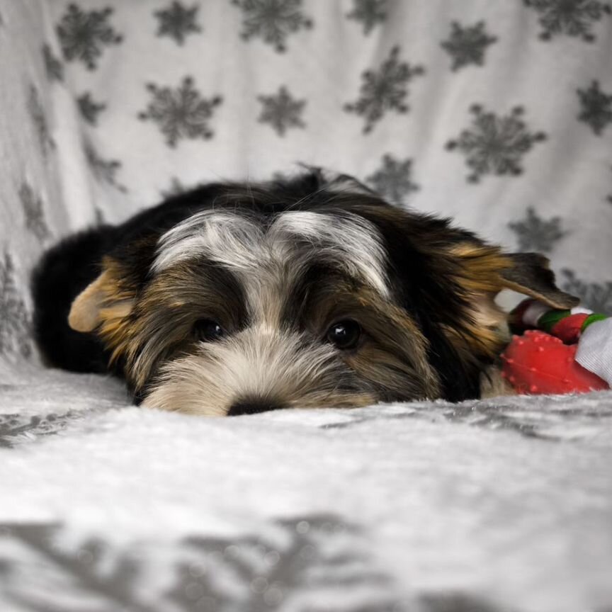 Бивер-йоркширский терьер, щенок