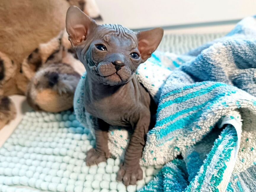 Канадский сфинкс