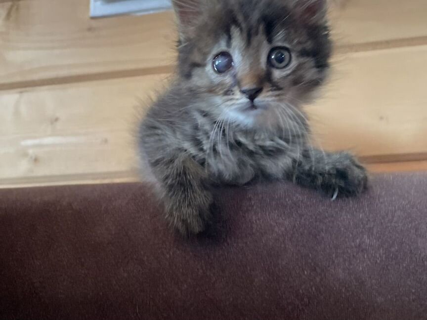 Котенок