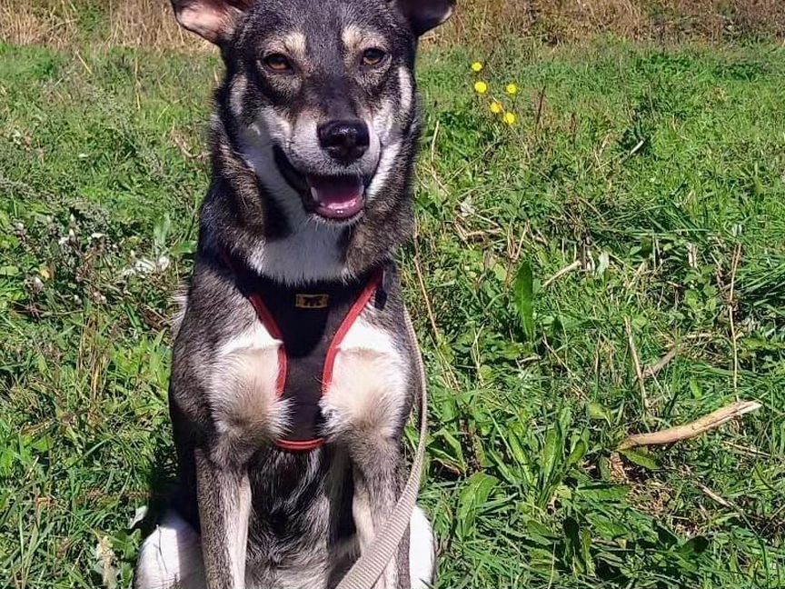 Собака. Ушастика Джима. Ростов. Ищет мам и пап