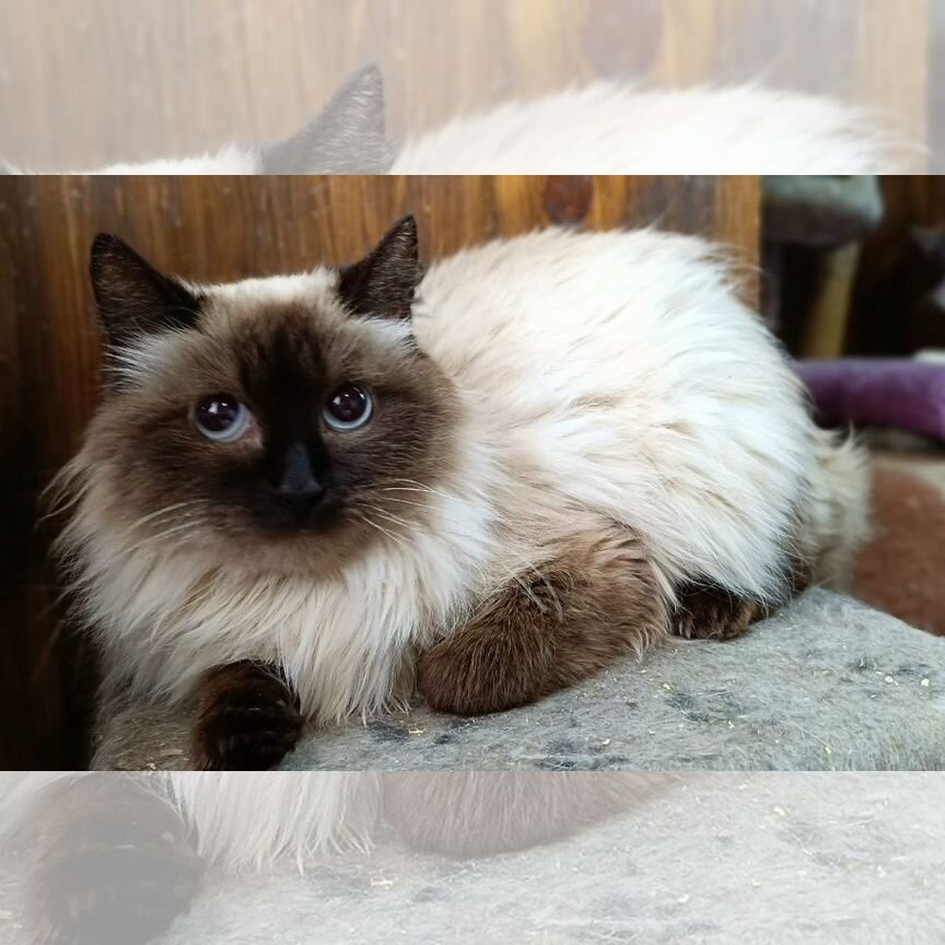 Сиамская, взрослая кошка