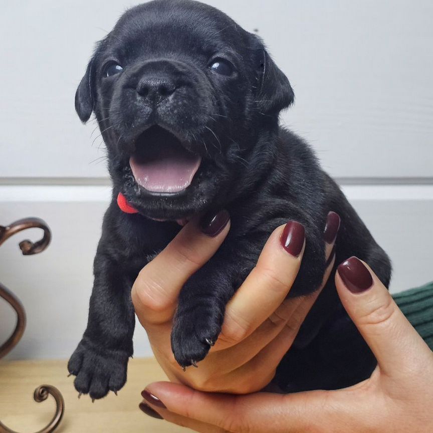 Стаффордширский бультерьер, щенок