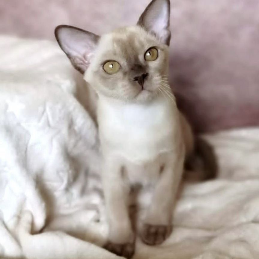 Шоколадная кошечка, 3 мес