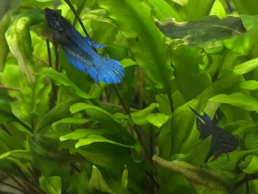 Петушки молодые