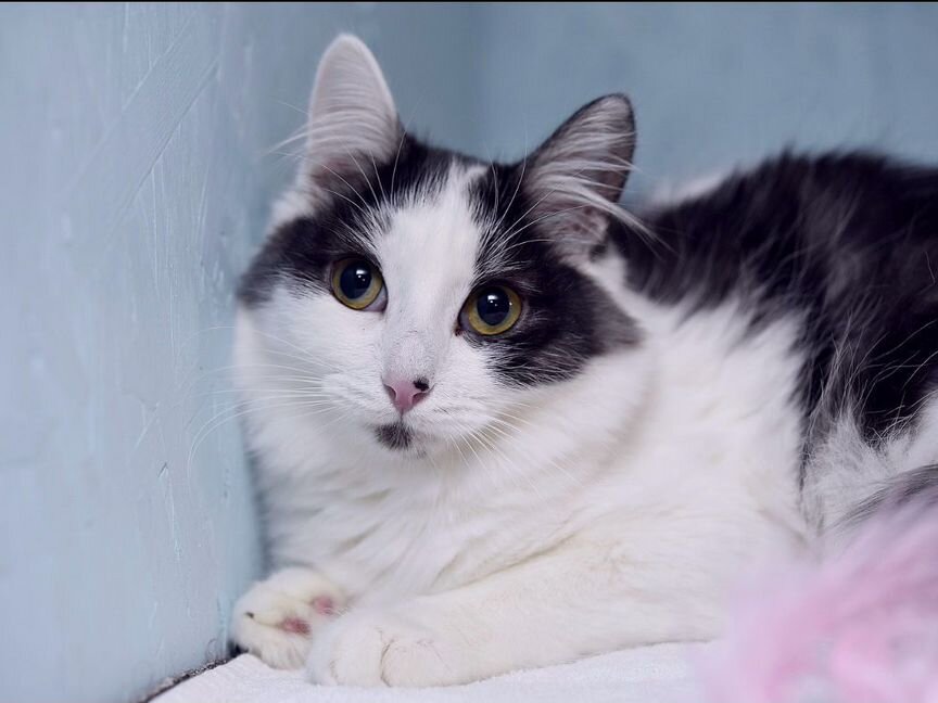 Котёнок Ларри