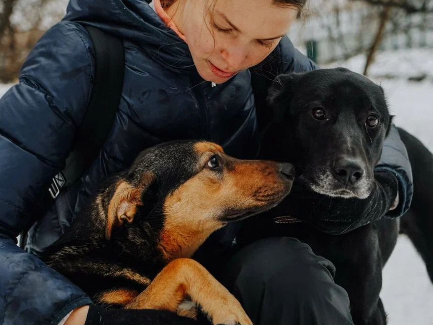 Собачки провели все детство в приюте