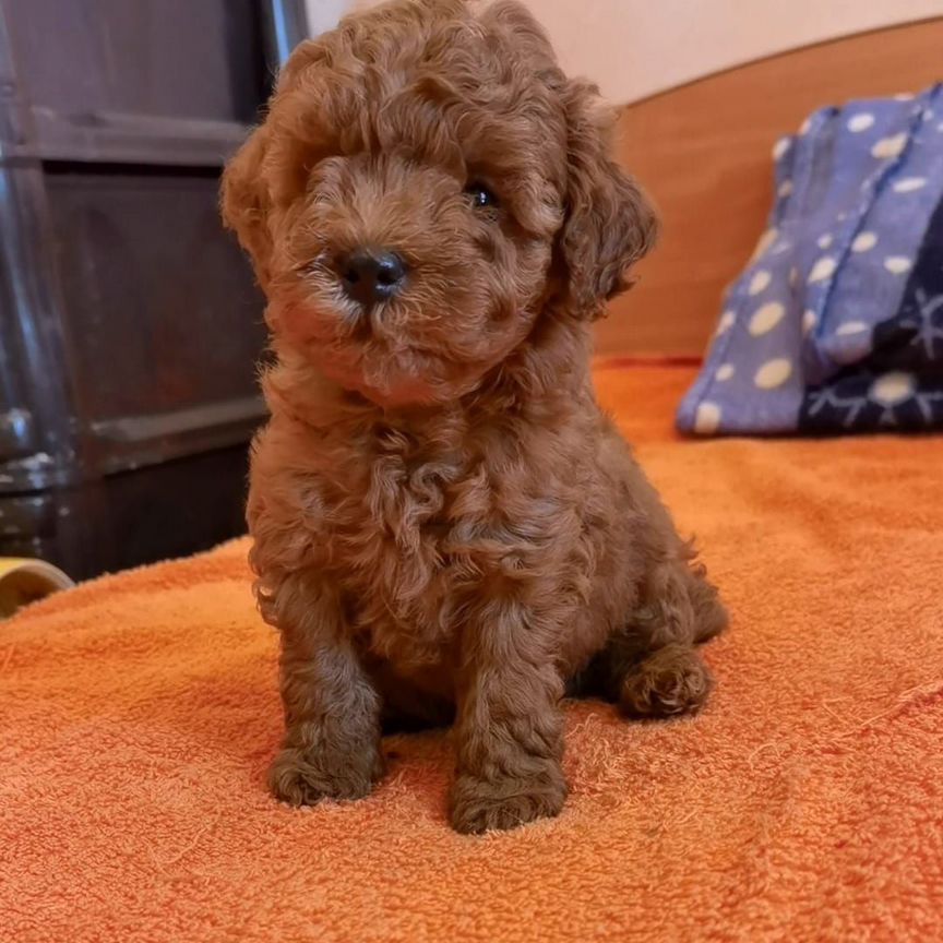 Той-пудель ред браун щенки