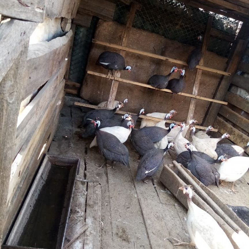 Цесарки бройлерные