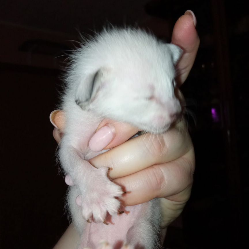 Ориентальные котята